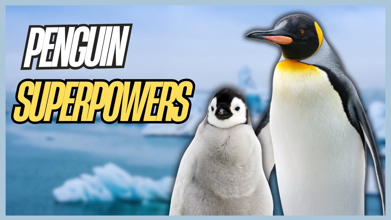 5 Penguin Facts That Sound Fake (But Aren't) 🐧 - YouTube