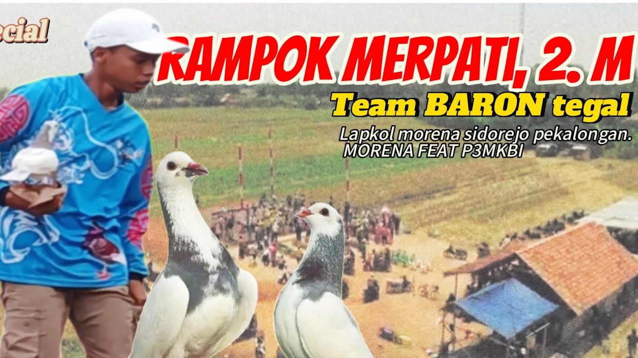 💥edisi RAMPOK MERPATI FENOMENAL DARI TEAM BARON TEGAL. - YouTube