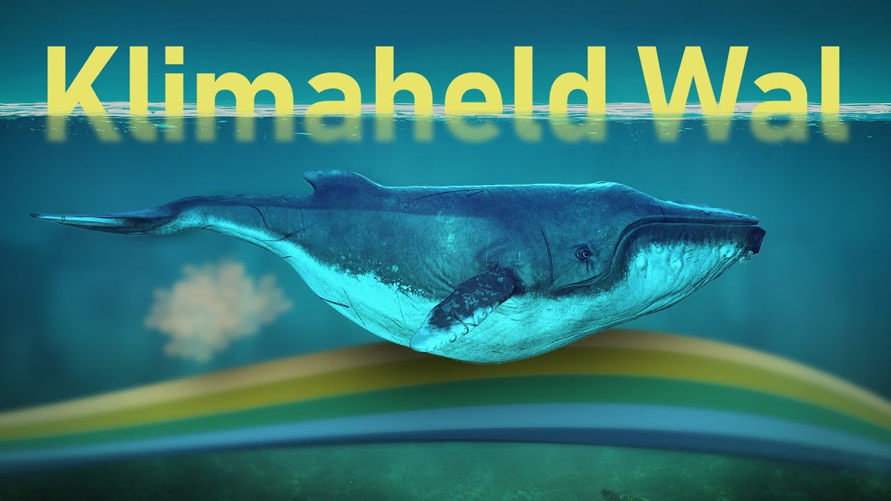 Gärtner der Meere – Können Wale das Klima retten? - YouTube