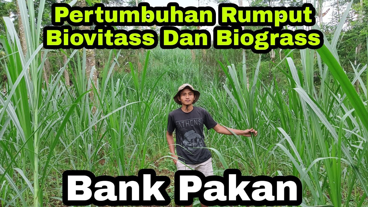 Bank Pakan..!! Cek Pertumbuhan Rumput Biovitass dan Biograss - YouTube