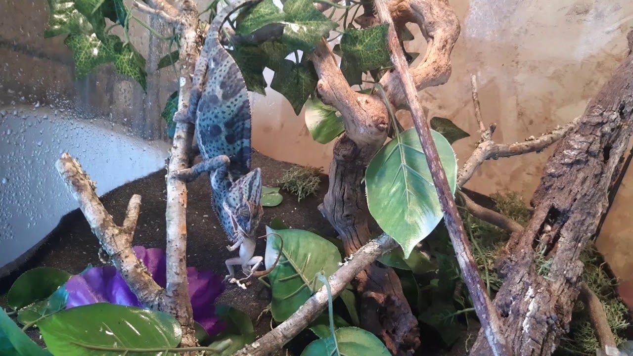 Mothra eats - YouTube