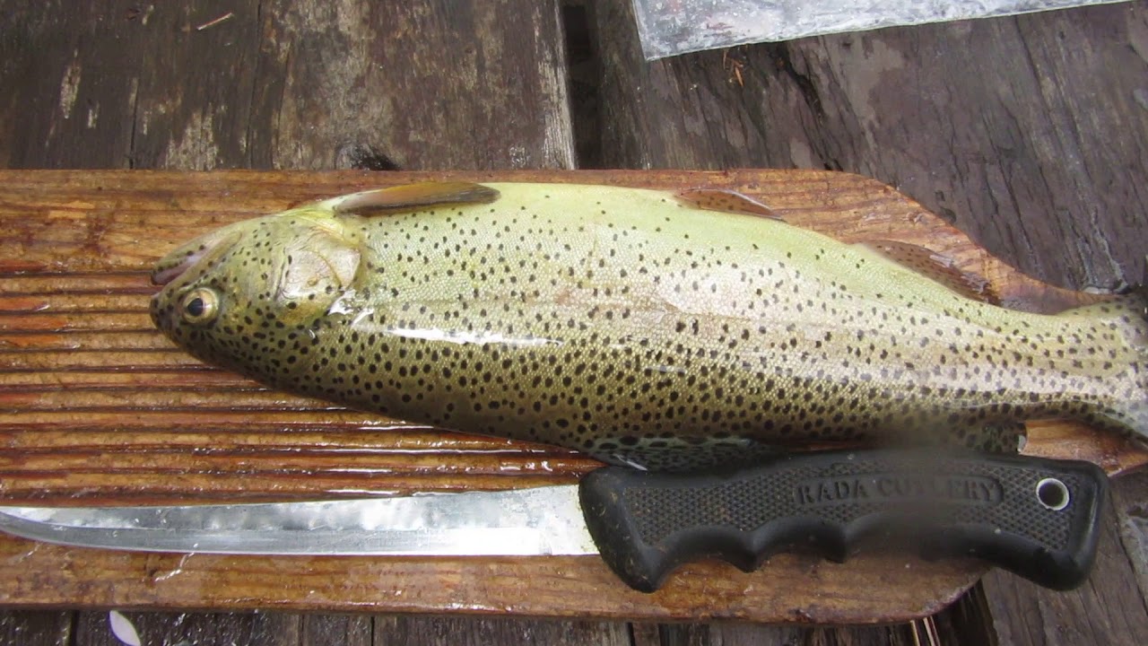 Apache Trout- White Mts. Az. - YouTube