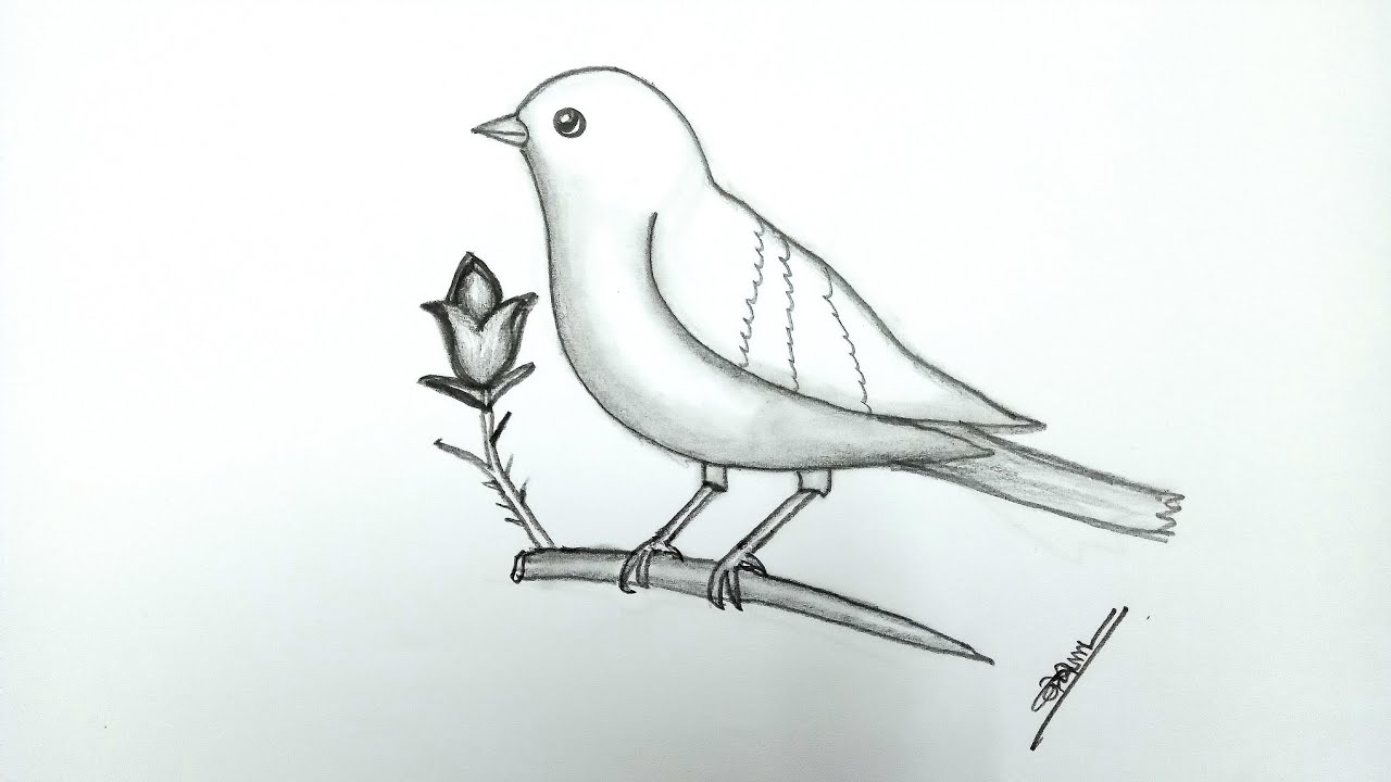 How to draw | How to draw a sparrow bird step by step | How to draw a ...