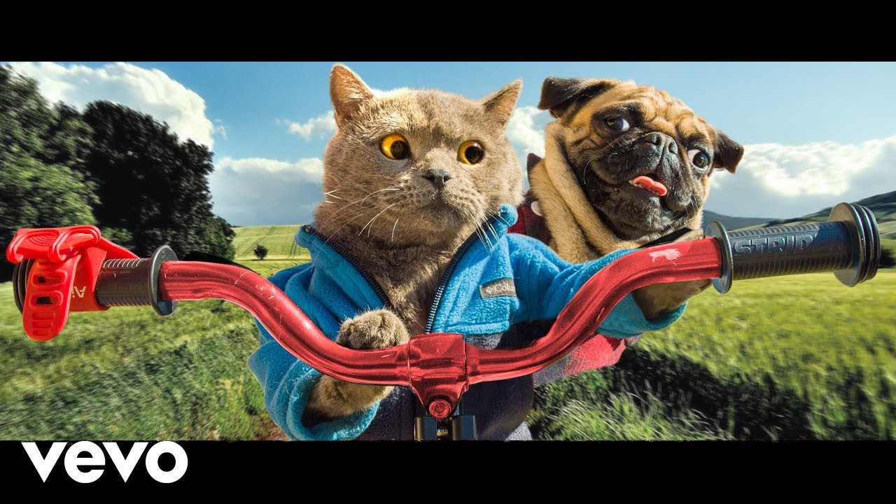 Cat and Dog - HAPPY (Music Video HD) - YouTube