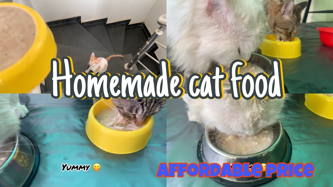 Homemade cat food | how to make cheap homemade cat food at home | funny ...