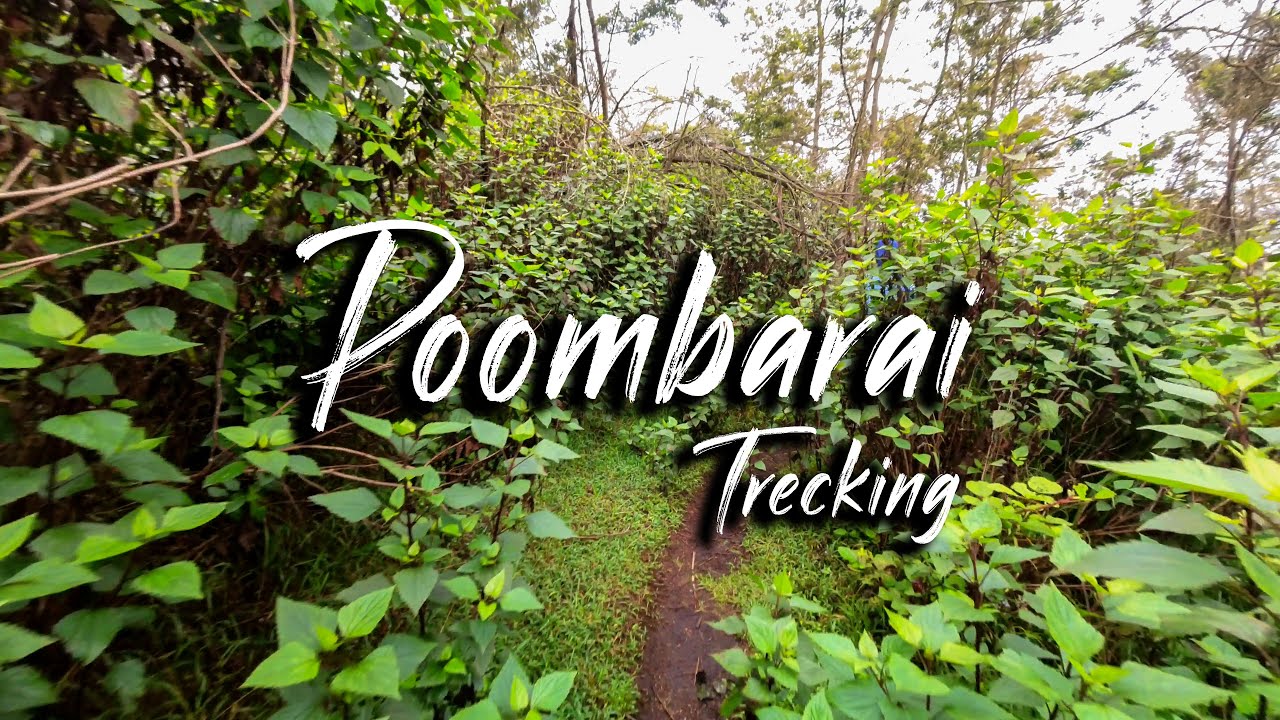 Poombarai Deep Forest Trecking - Kodaikanal - YouTube