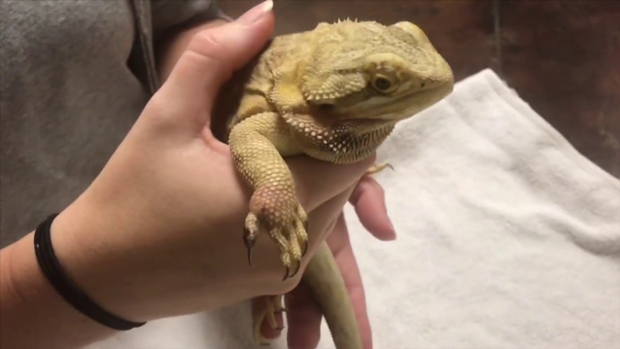 PUSCAM!! BEARDED DRAGON PRESENTED WITH RIGHT CARPAL ABSCESS - YouTube