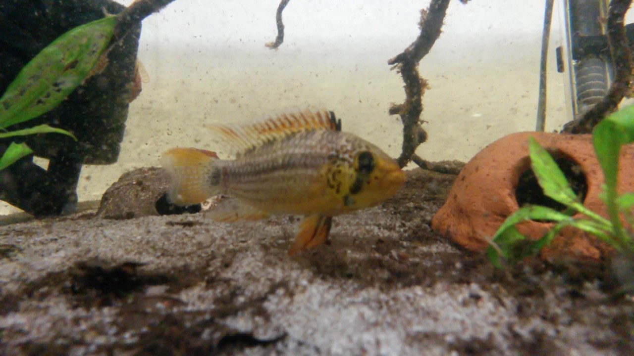 Apistogramma sp Vielfleck. - YouTube