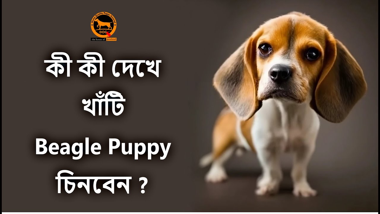 How to identify original beagle puppy | Purebred identification marks ...