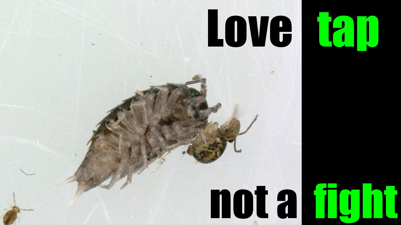 Roly Poly and Jumping Insect like to rest on their back - Insects under ...