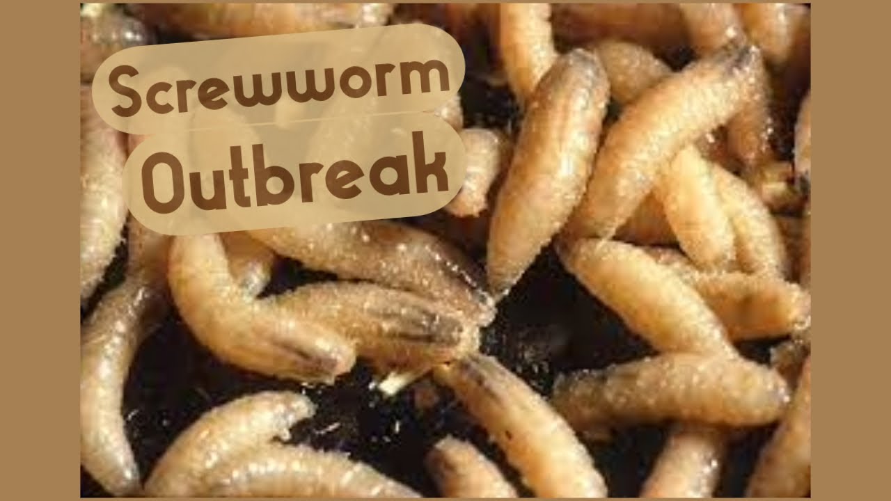 Screwworm Outbreak - YouTube