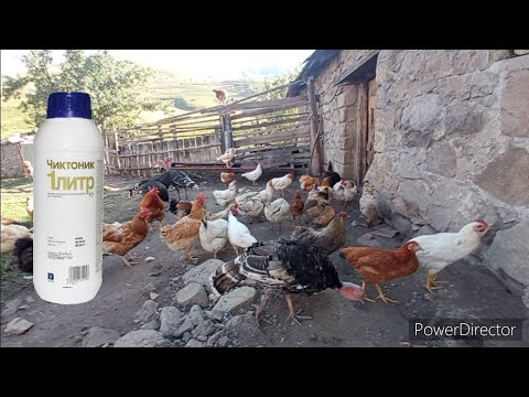 CIKTONIK VITAMINI HAQQINDA ❗ TOYUQ VE HINDUSKALAR UCUN NECE VERILIR ❓