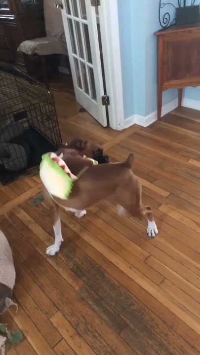 FUNNY BOXER DOG DOESNT LIKE TACO TUESDAY - YouTube