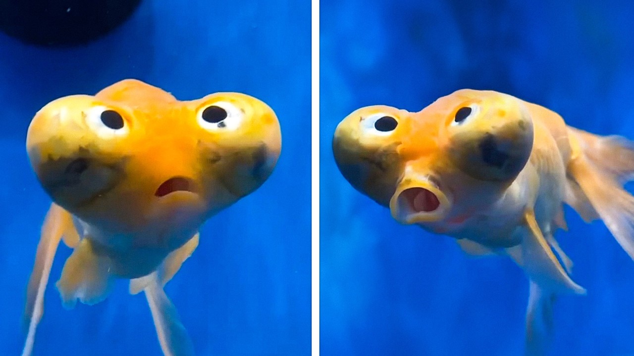 The Weirdest Looking Fish I’ve Ever Seen - YouTube