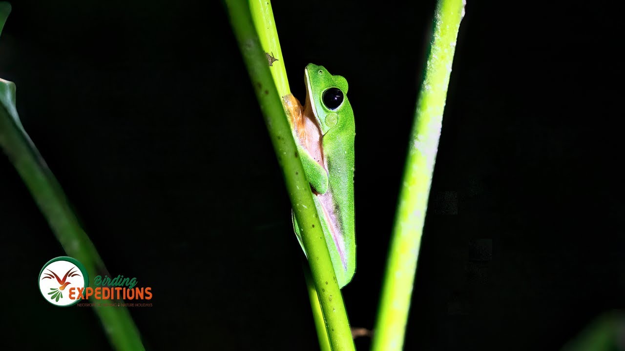 Wildlife of Guatemala: Morelet's Tree Frog Video - YouTube