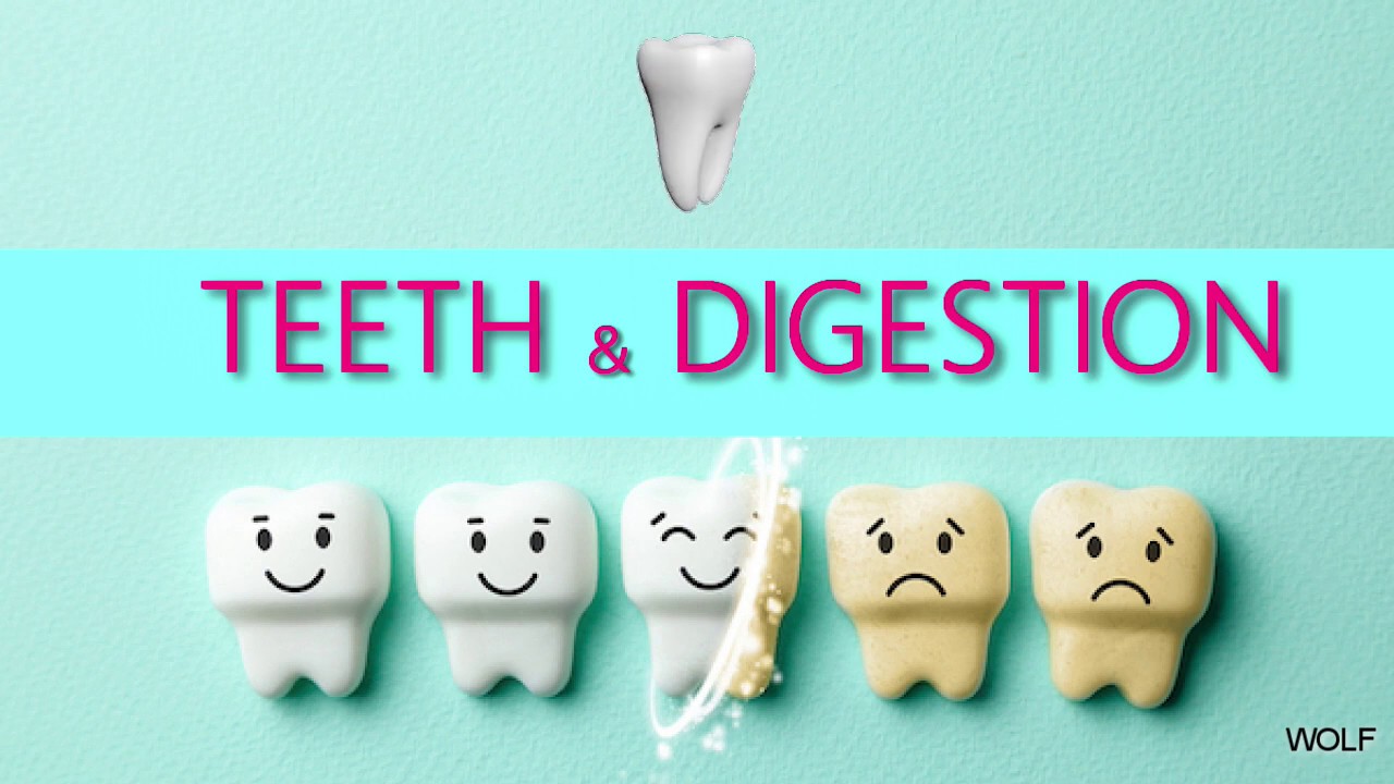 Teeth and DIGESTION ... GRADE 4 EVS CBSE - YouTube