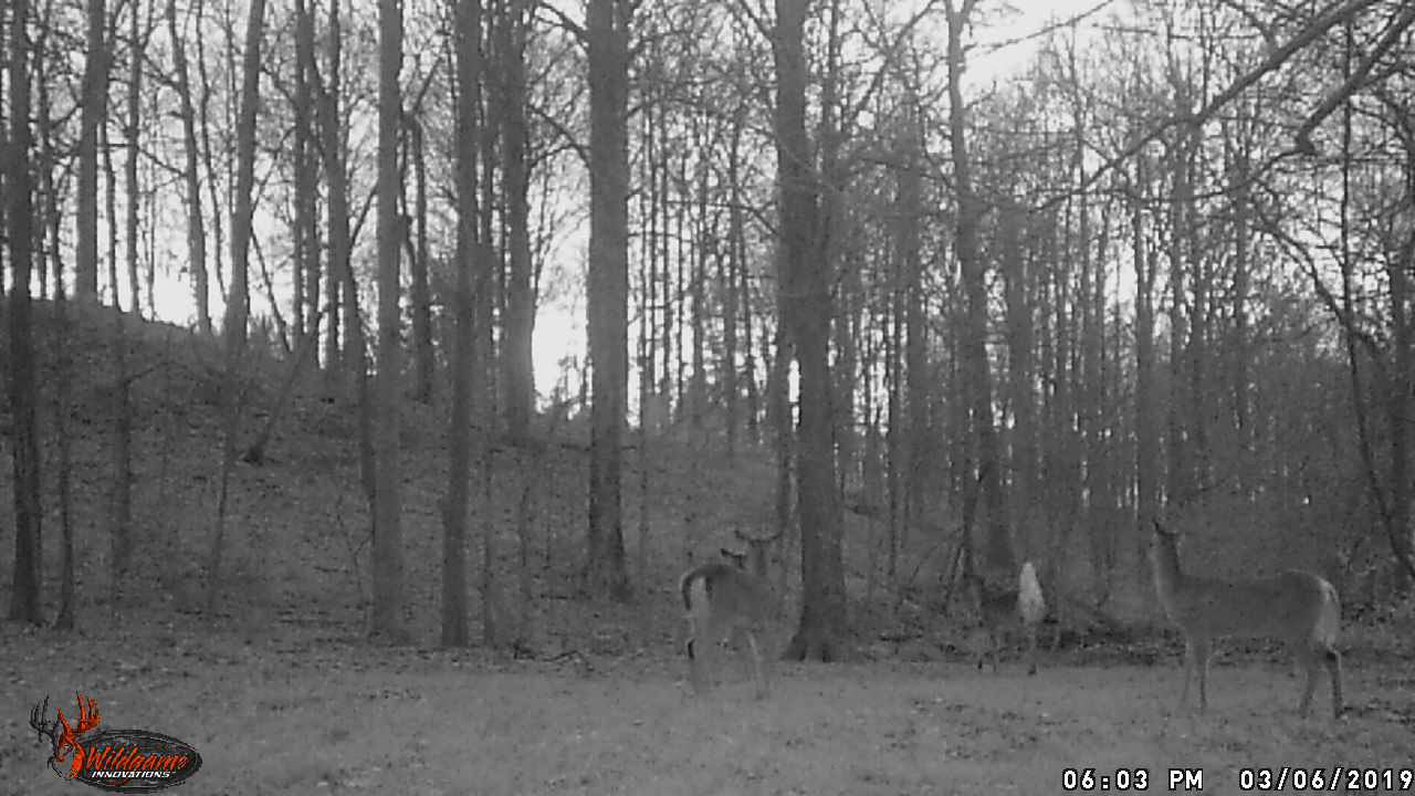 Fox Scares Whitetail Deer - YouTube
