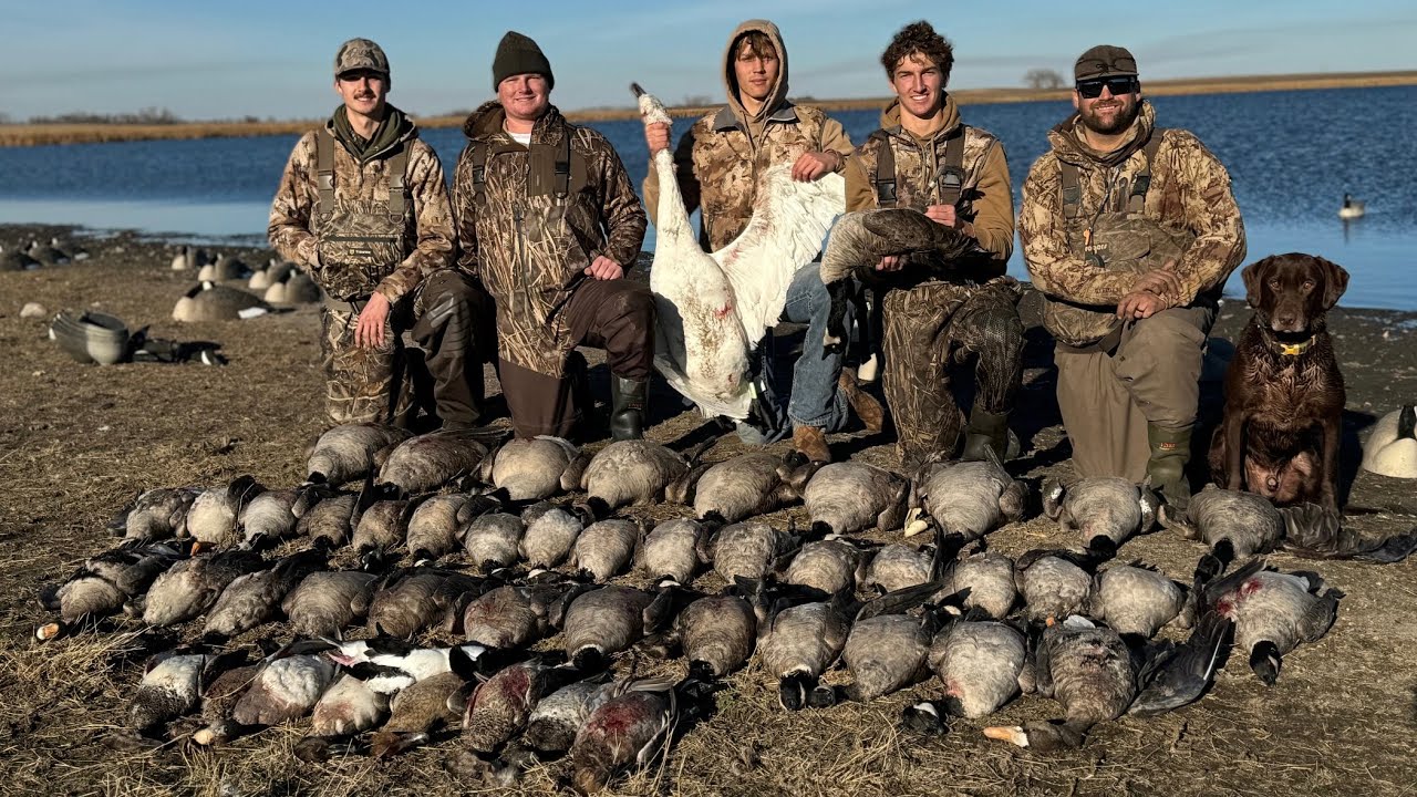 INSANE Goose And SWAN Hunt! (WE SHOT A BAND) - YouTube