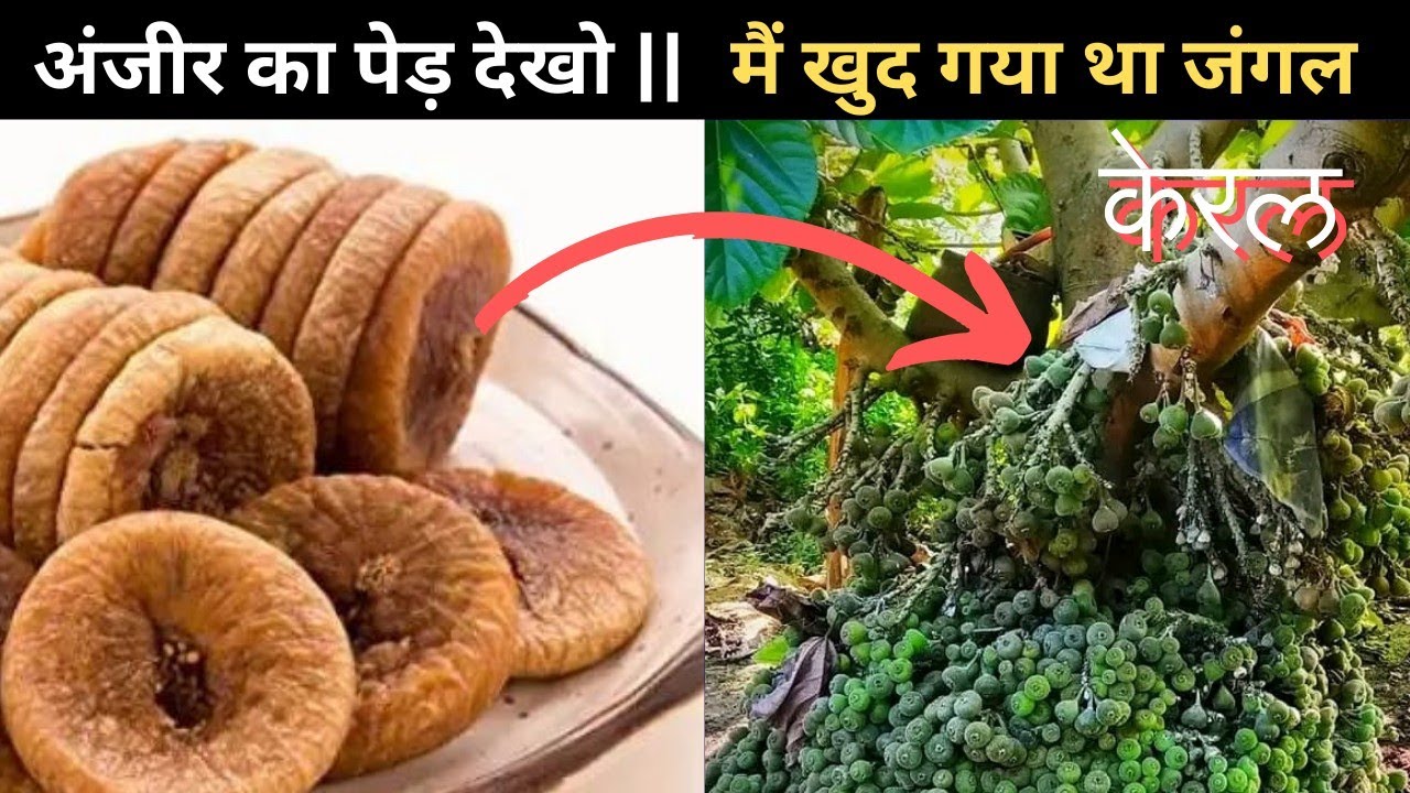 Anjeer Ka Ped 😲 dekho | Anjeer ke fayade | Coconut | Coconut Video ...