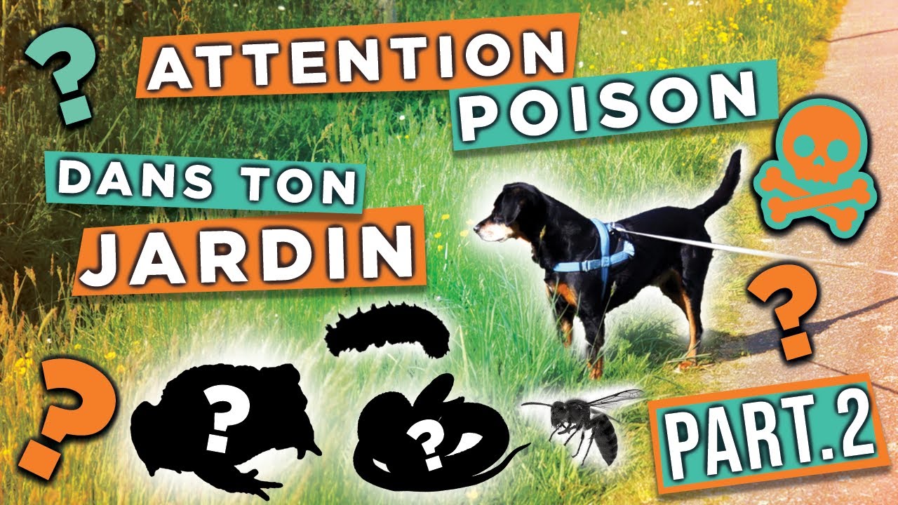 POISON du CHIEN dans le JARDIN - Part 2 - YouTube