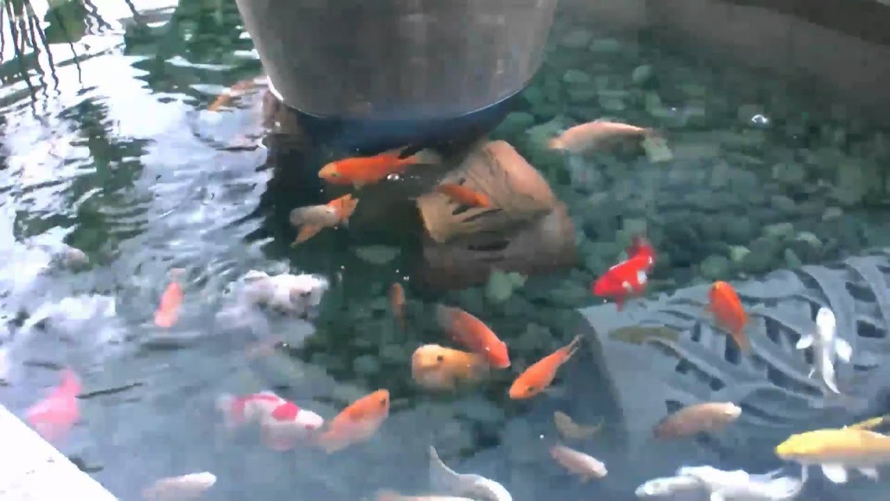 7 Different Types Of Pond Fish For Your Backyard Pond Fish & KOI Pond