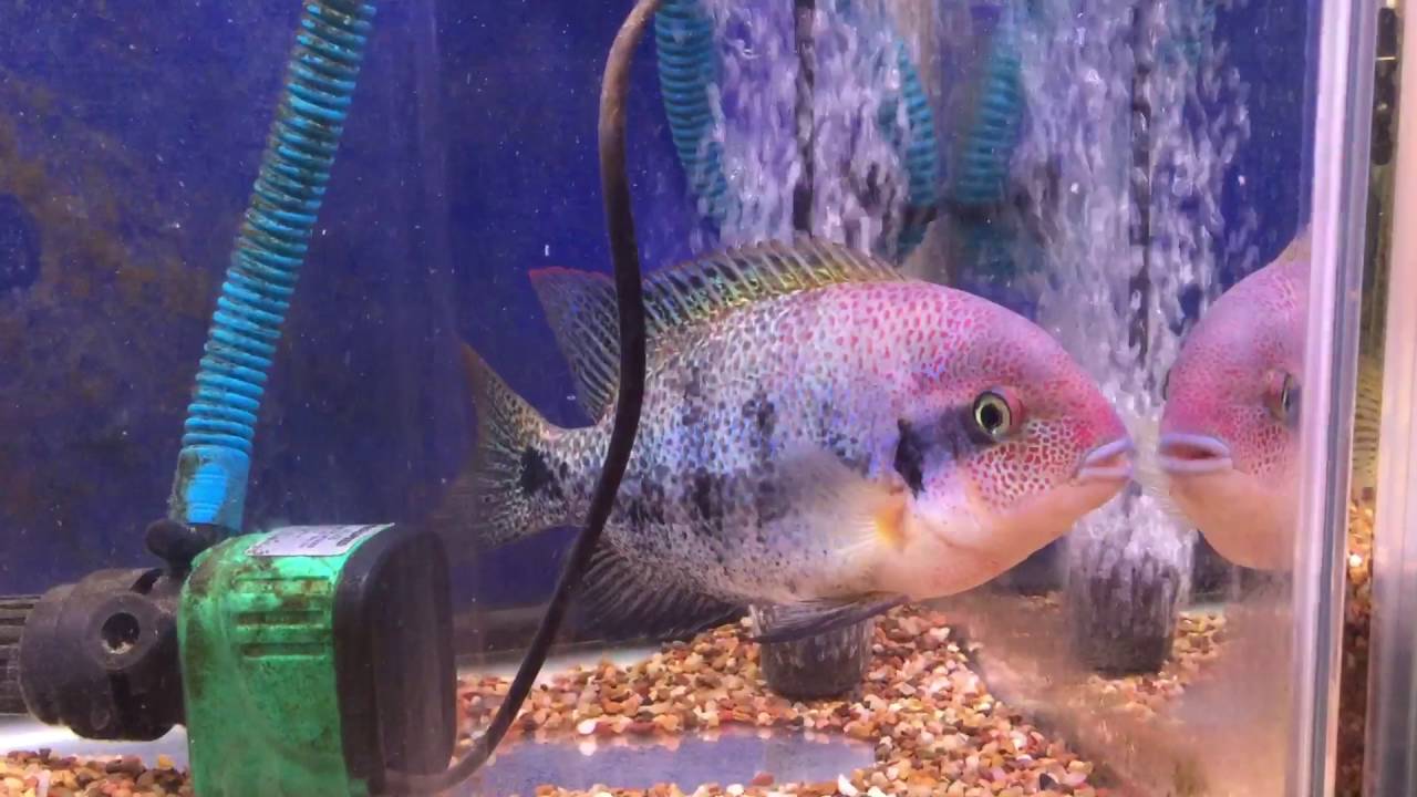 Zonatus - YouTube