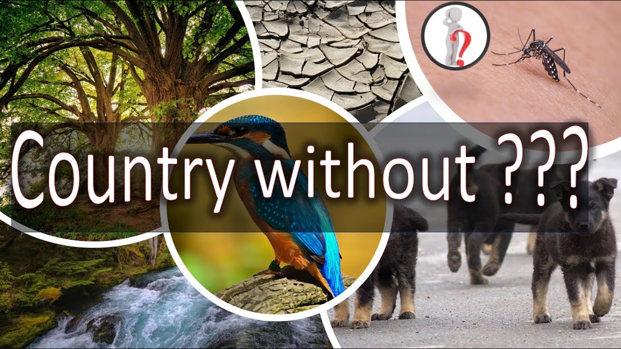 Country without | with no | river, birds, trees, night, mosquito ...