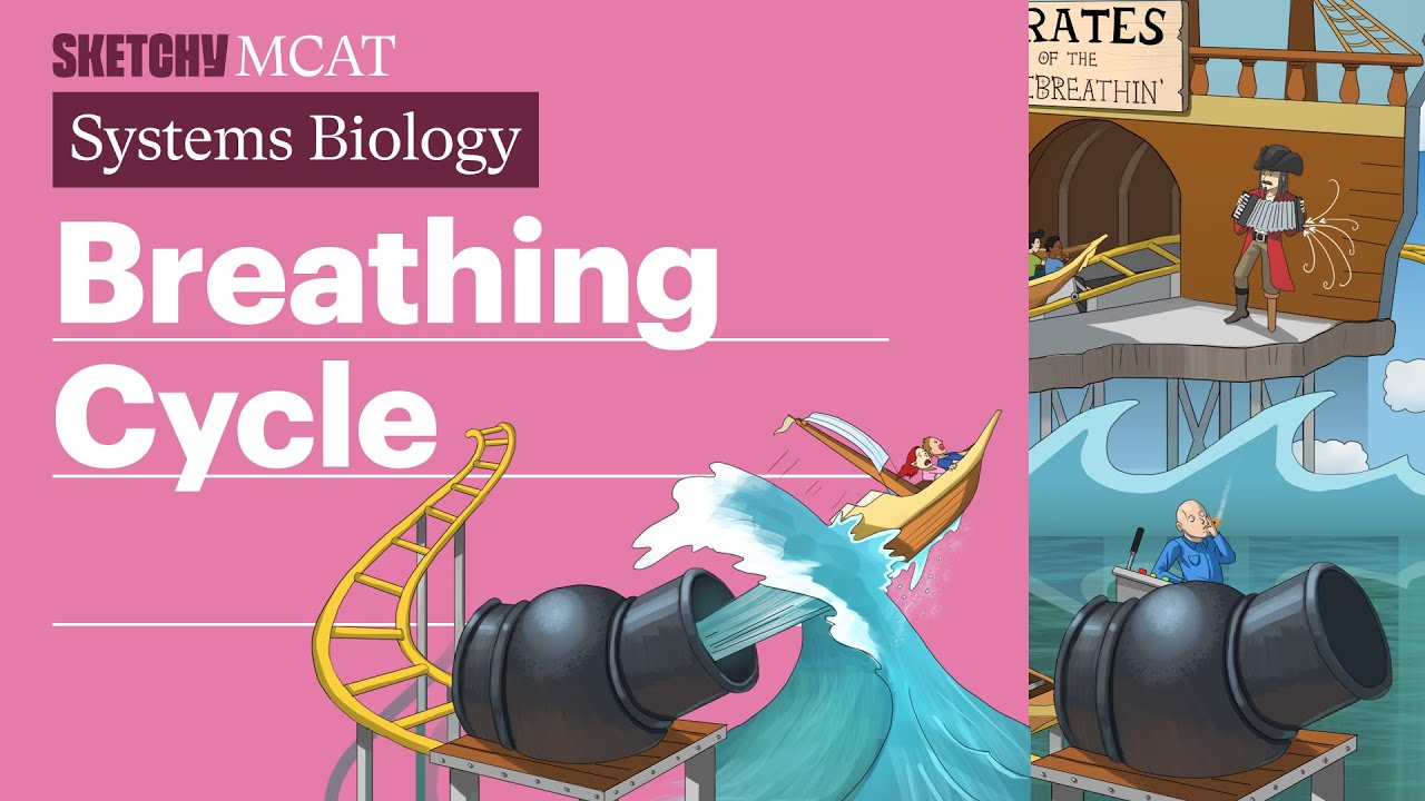 Breathing Cycle (Biology) | Sketchy MCAT - YouTube