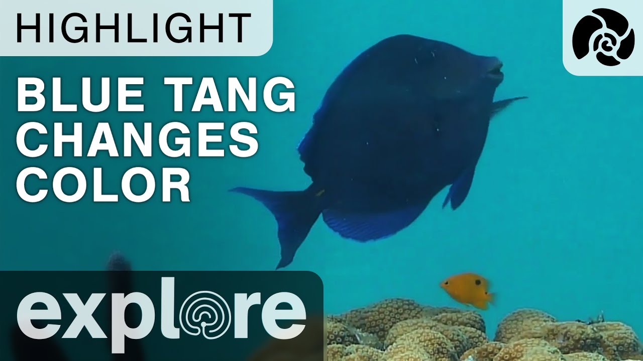 Blue Tang Changes Color - Live Cam Highlight - YouTube
