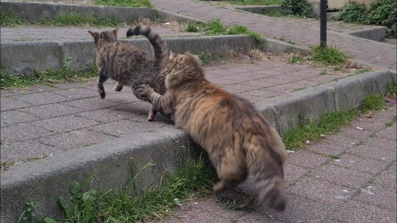 Angry furry cat attacking me and other cats. - YouTube