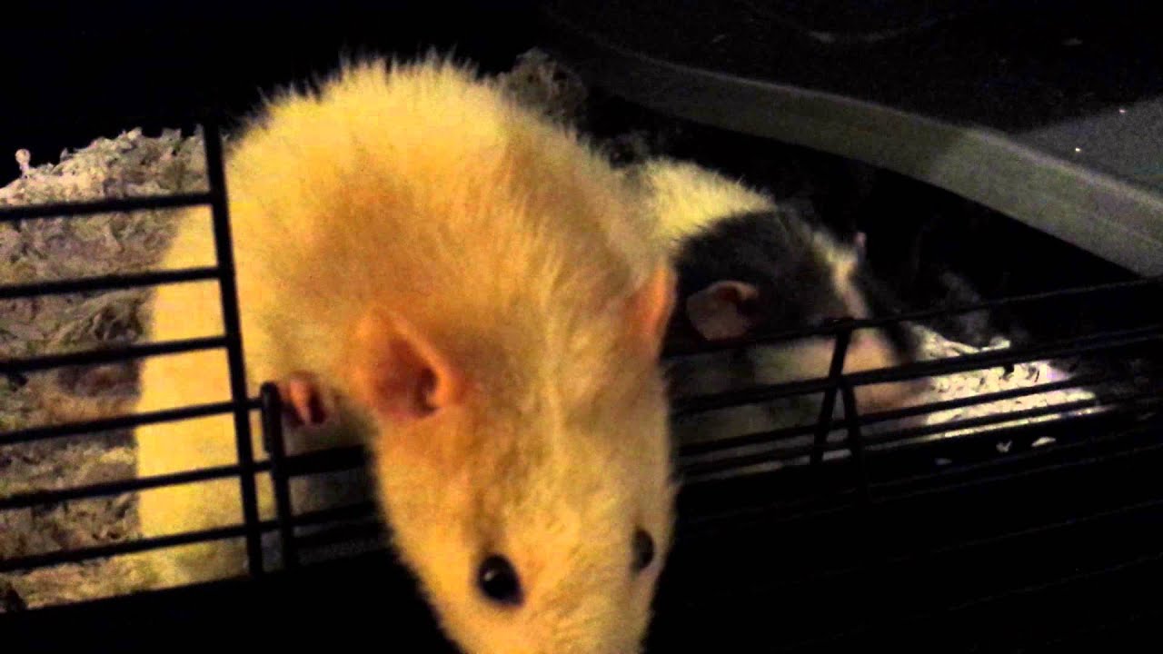 Rat butts being cute - YouTube