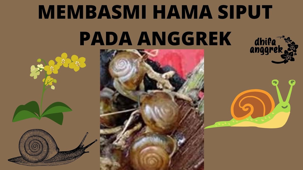 MEMBASMI HAMA SIPUT PADA ANGGREK - YouTube