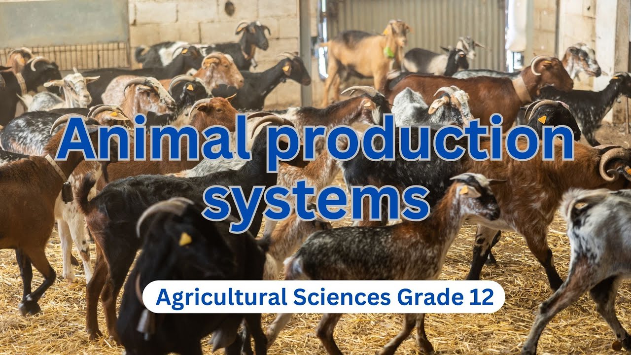 Agricultural Sciences Grade 12 | Animal Production Systems Explained! 🐑 ...