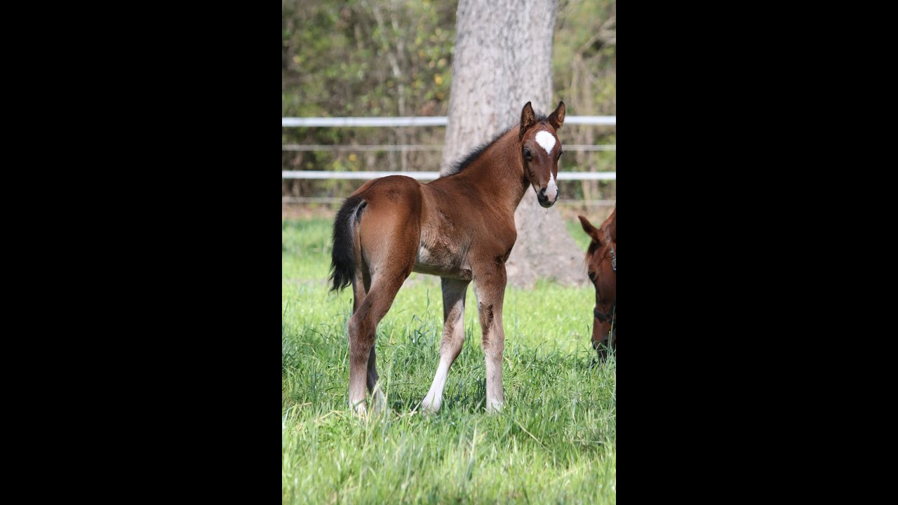 LEXUS (Licosto x Ehrentusch x Montmartre) - YouTube