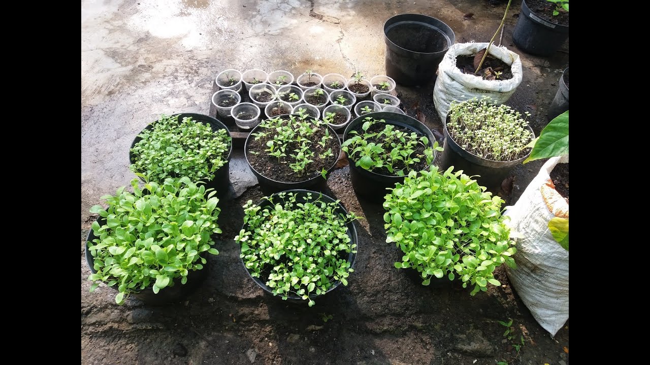 Live Streaming FB Menanam Caisim dalam Pot, Kaleng Cat dan Karung ...