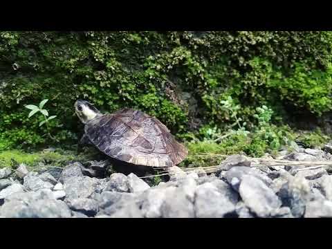 Cute baby Turtle Natural Video | Watch Turtles can make great pets ...