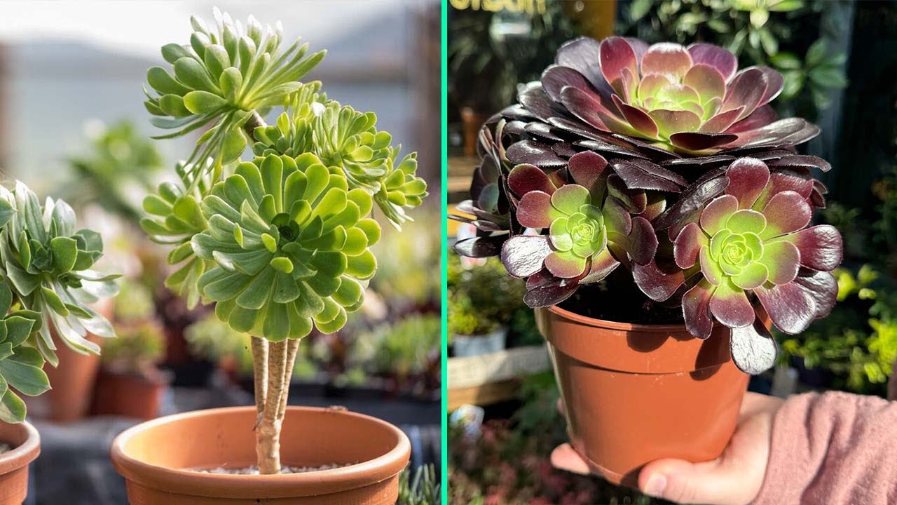 Te contamos todo sobre esta bonita suculenta...(Aeonium arboreum ...