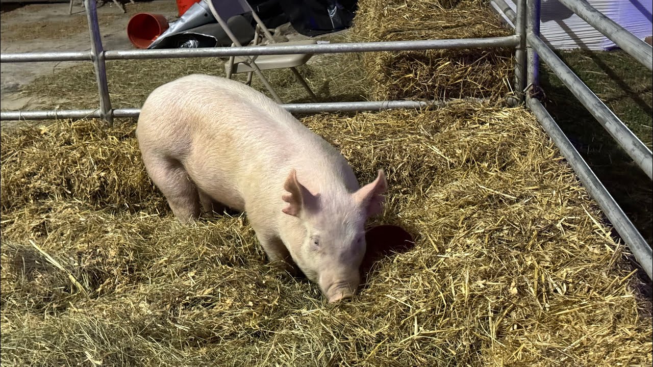 Hamilton, county fair, sale creek, Tennessee. 2023. - YouTube