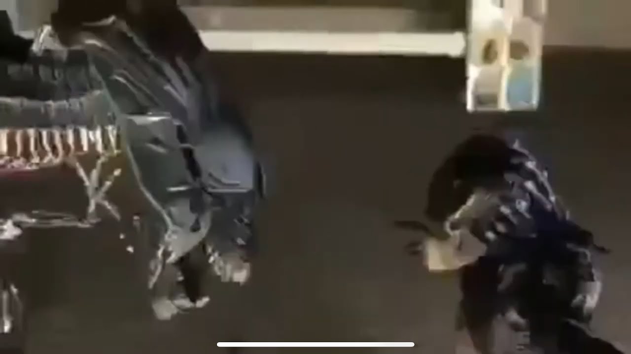 Alien Queen vs Predator (Stop-motion) - YouTube