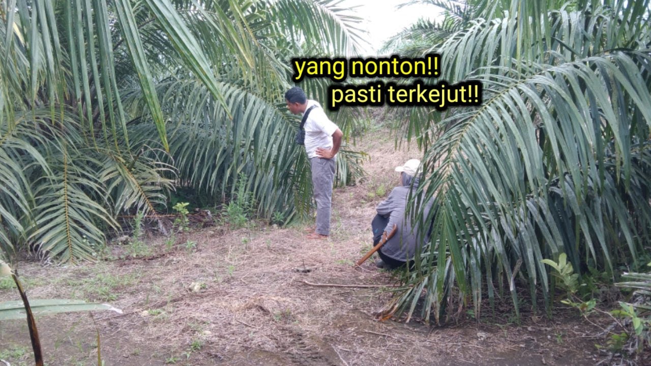 membuat semua penonton penasaran!! Jalan-jalan ke kebun sultan varietas ...