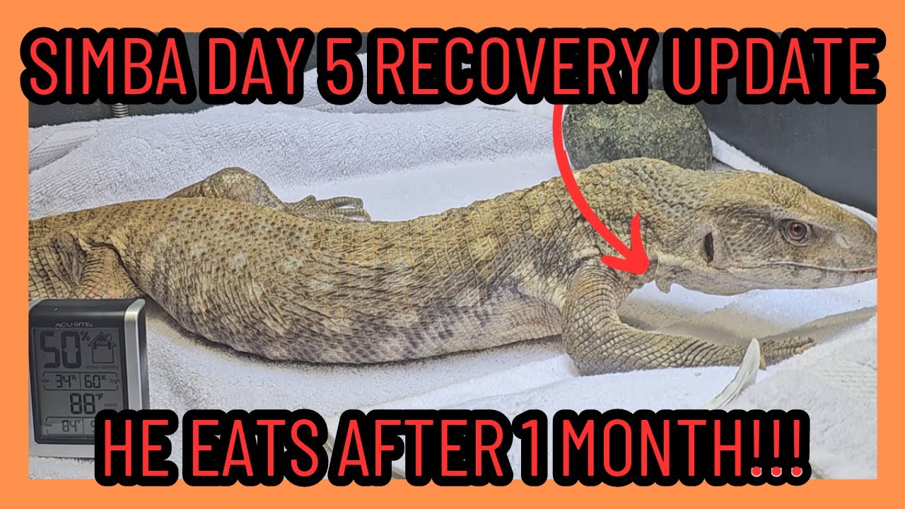 SAVANNAH MONITOR EMERGENCY SURGERY RECOVERY DAY 5 UPDATE | LIZARD ...