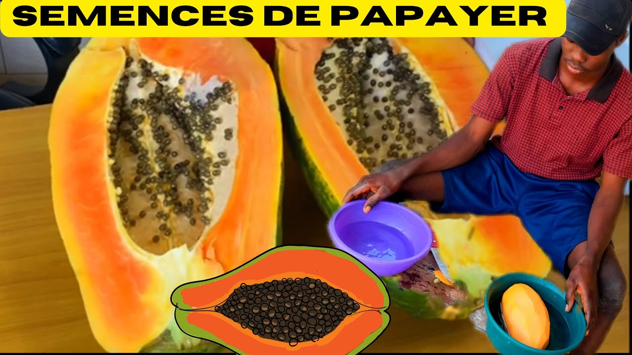 semences : comment obtenir des graines de papaye pour la semence - YouTube