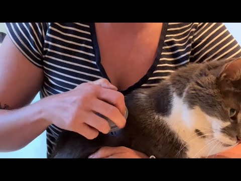 Applying FreeStyle Libre Sensor on My Cat - YouTube
