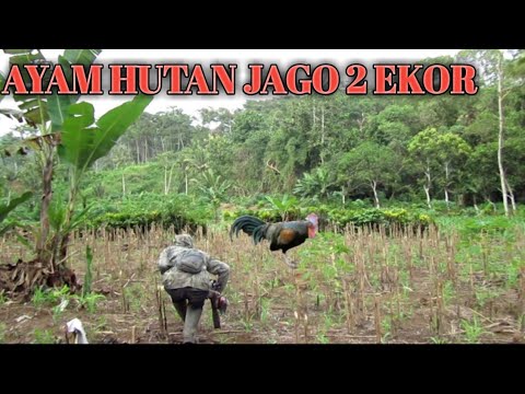 BERBURU AYAM HUTAN - YouTube
