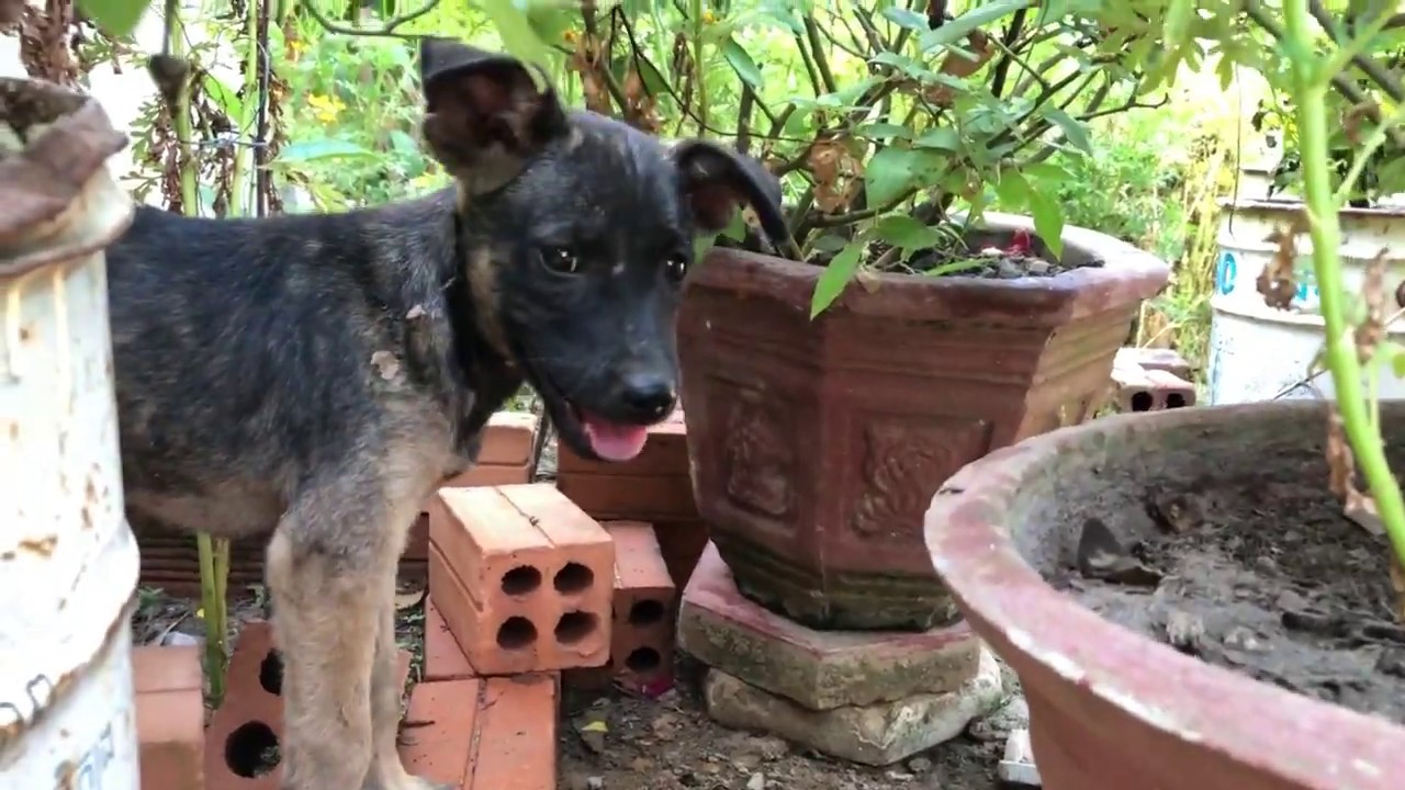 Rural Dogs, In Village Dogs!! Meeting Dogs Morning - YouTube