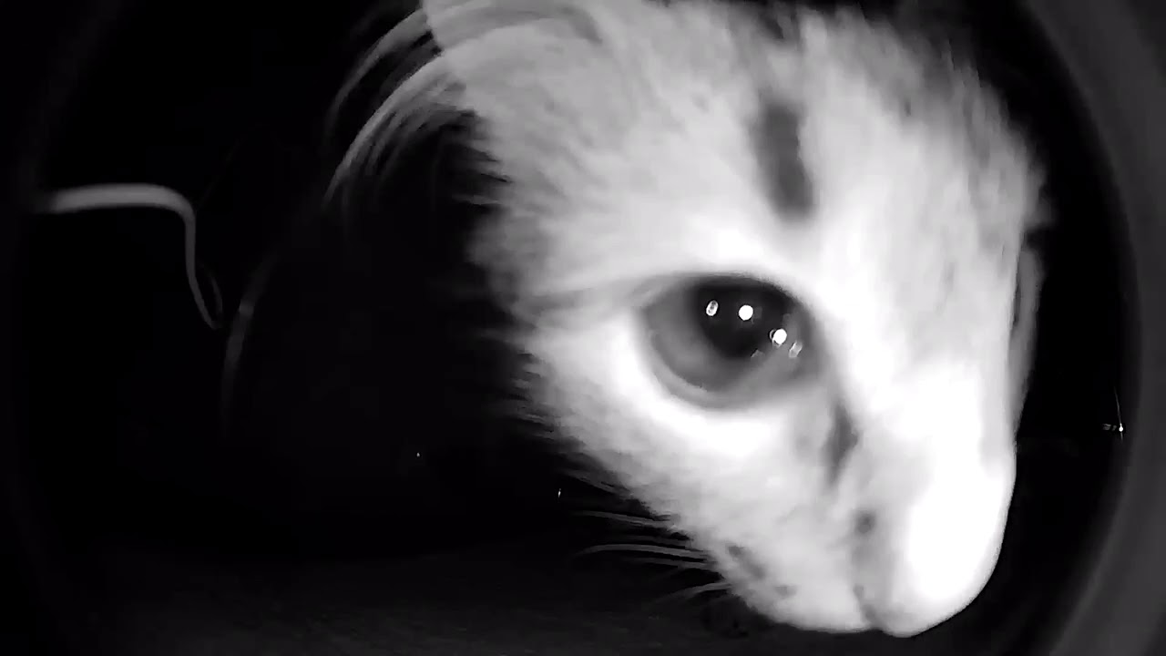 Cat is Sniffing the Camera - YouTube