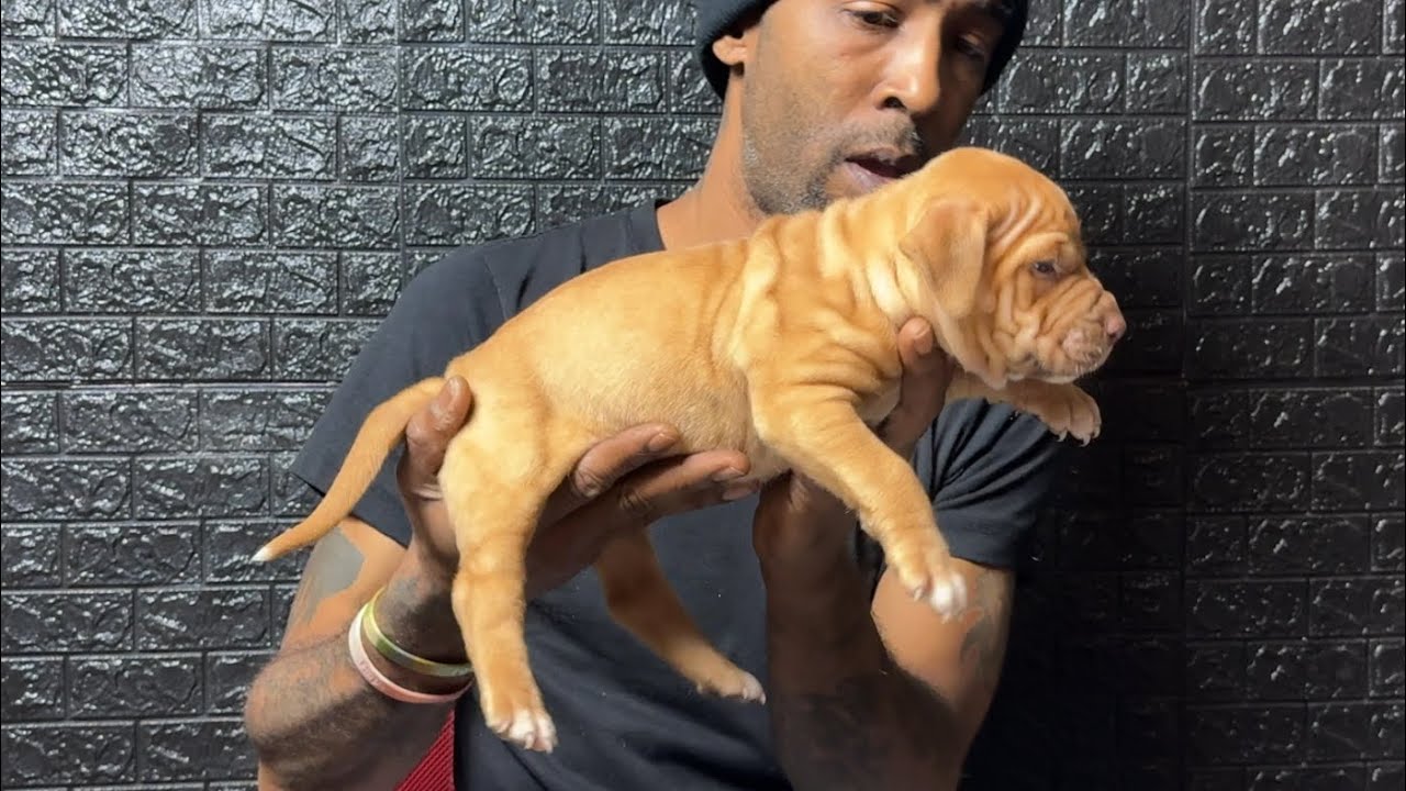 Singleton Pup off Real Yellow dogs Not the watered down stuff - YouTube