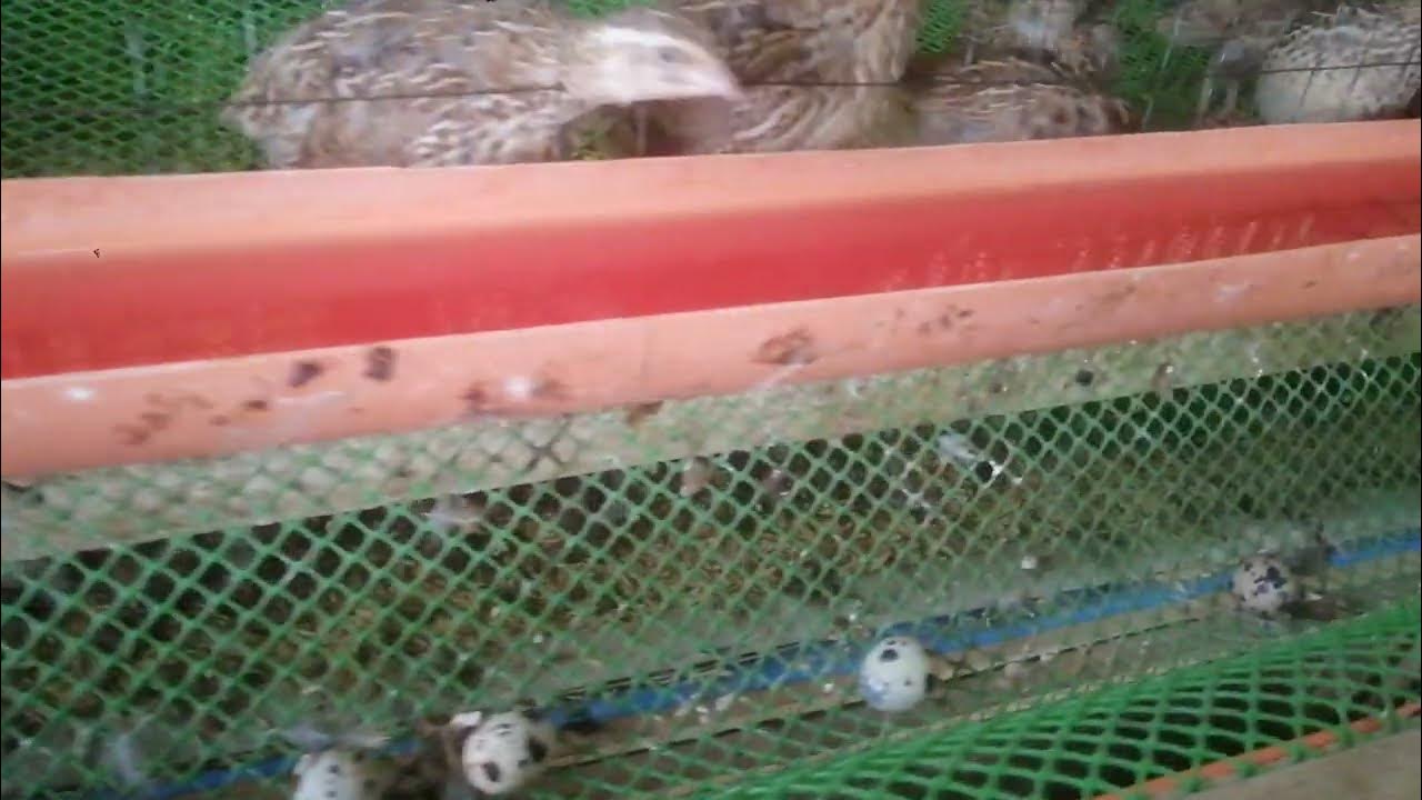 harvest time! Quail eggs - YouTube