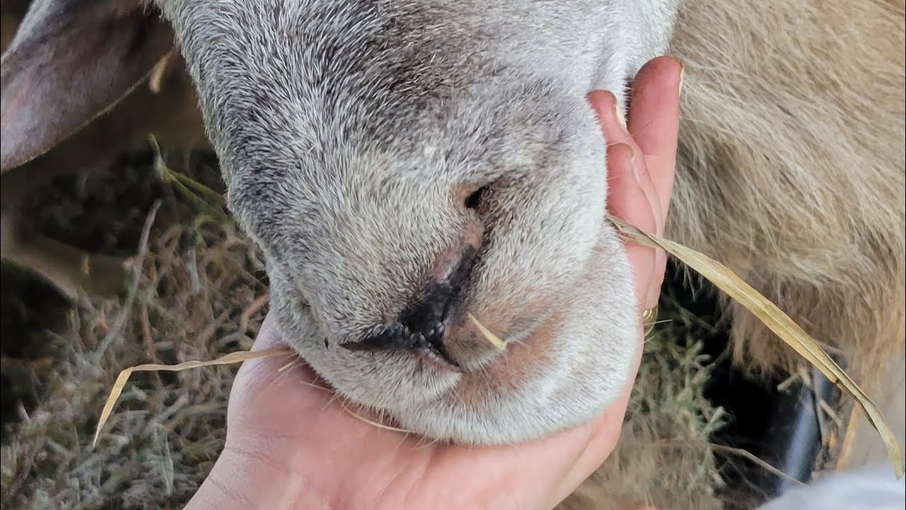 day 1 of trying to tame my sheep 🐑 #hairsheep #farming - YouTube