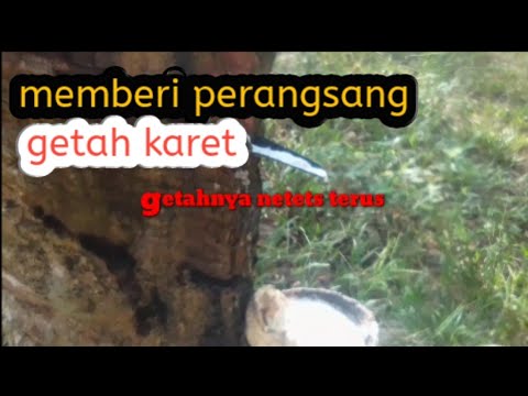 cara memberi perangsang getah karet untuk hasil maksimal